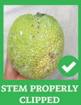 Breadfruit Harvesting Guideline – Hawaiʻi ʻUlu Cooperative