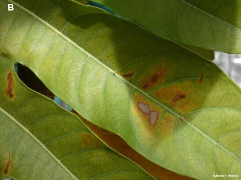 ‘Ulu Deficiency Symptoms in Hawai‘i – Hawaiʻi ʻUlu Cooperative