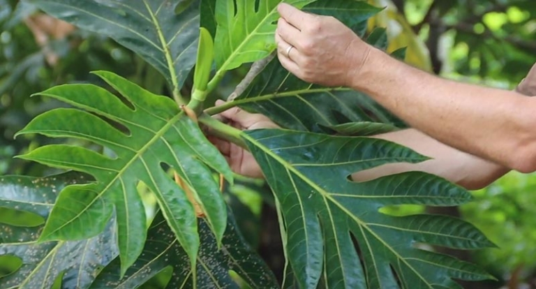 Farm Consultation – Hawaiʻi ʻUlu Cooperative