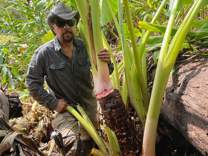 Hawaiʻi Grower’s Guide to Upland Kalo – Hawaiʻi ʻUlu Cooperative