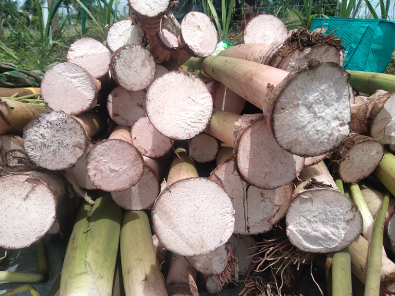 Hawaiʻi Grower’s Guide to Upland Kalo – Hawaiʻi ʻUlu Cooperative