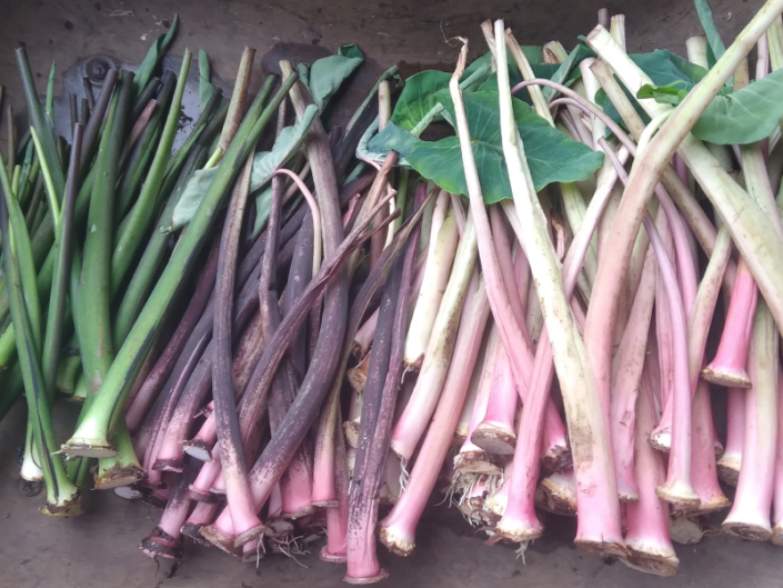 Hawaiʻi Grower’s Guide to Upland Kalo – Hawaiʻi ʻUlu Cooperative
