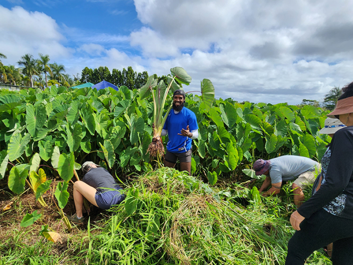 Hawaiʻi Grower’s Guide to Upland Kalo – Hawaiʻi ʻUlu Cooperative