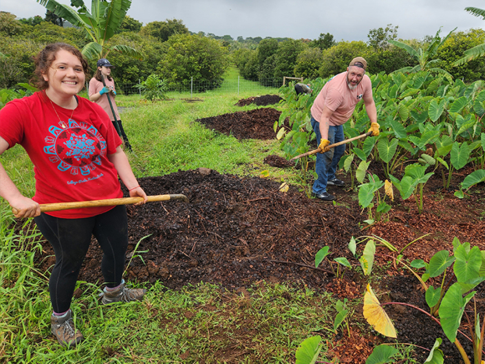 Hawaiʻi Grower’s Guide to Upland Kalo – Hawaiʻi ʻUlu Cooperative
