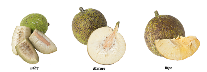 Breadfruit – ʻUlu Production Primer – Hawaiʻi ʻUlu Cooperative