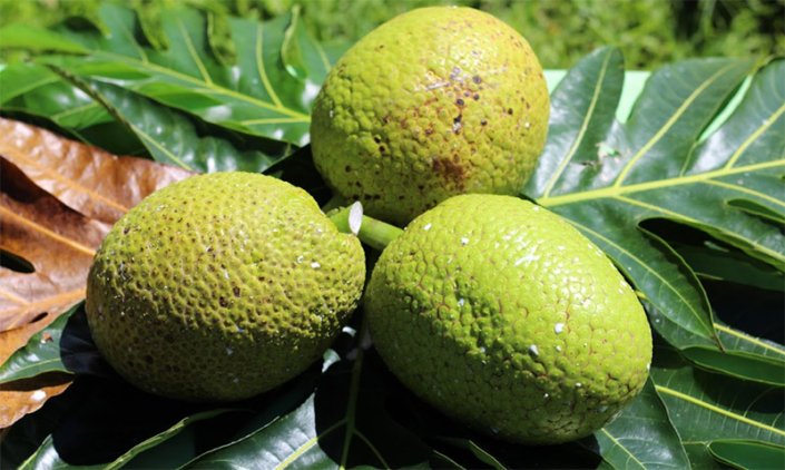 Maʻafala Breadfruit Maturity and Harvesting Guide – Hawaiʻi ʻUlu ...