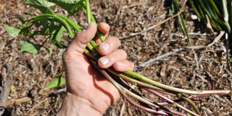 Uala Production Guide – Hawaiʻi ʻUlu Cooperative