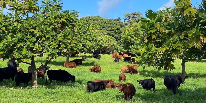 Silvopasture at Hāna Ranch – Hawaiʻi ʻUlu Cooperative