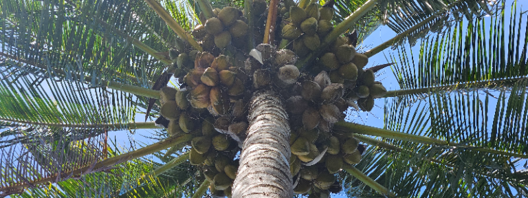 Coconut Agroforestry: Ike Niu – Hawaiʻi ʻUlu Cooperative