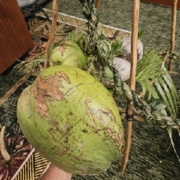 Coconut Agroforestry: Ike Niu – Hawaiʻi ʻUlu Cooperative