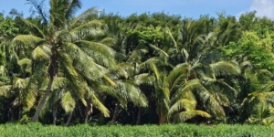 Coconut Agroforestry: Ike Niu – Hawaiʻi ʻUlu Cooperative